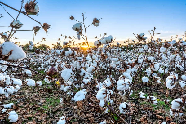 Cotton plantation Stock Photos, Royalty Free Cotton plantation Images ...