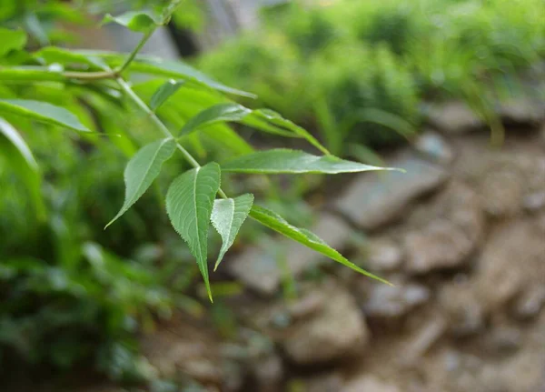 Green ash tree branch in the sun - Stock Image - Everypixel