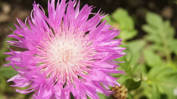 Fotos de Melk distel bloem, Imagens de Melk distel bloem sem royalties ...