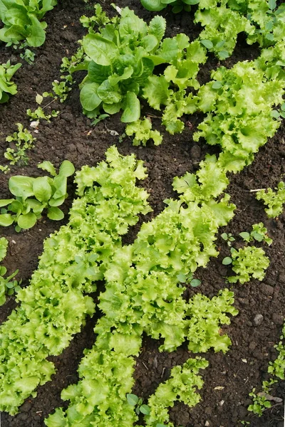 Lettuce in plots Stock Photos, Royalty Free Lettuce in plots Images ...