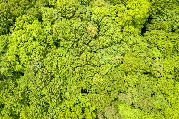 Tree aerial Stock Photos, Royalty Free Tree aerial Images | Depositphotos