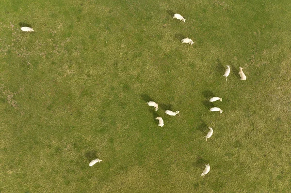 Sheep circuit Stock Photos, Royalty Free Sheep circuit Images | Depositphotos