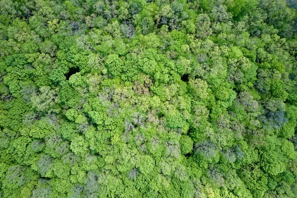 Top view rainforest Stock Photos, Royalty Free Top view rainforest ...