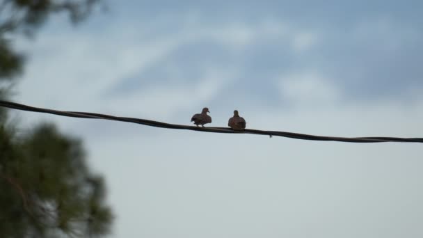 788 동물 섹스 스톡 비디오, 로열티-프리 동물 섹스 푸티지 | Depositphotos®