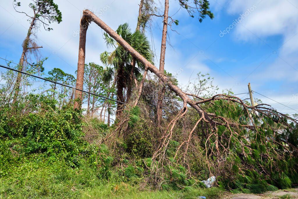 Cayó por un gran árbol en las líneas de energía y comunicación después ...