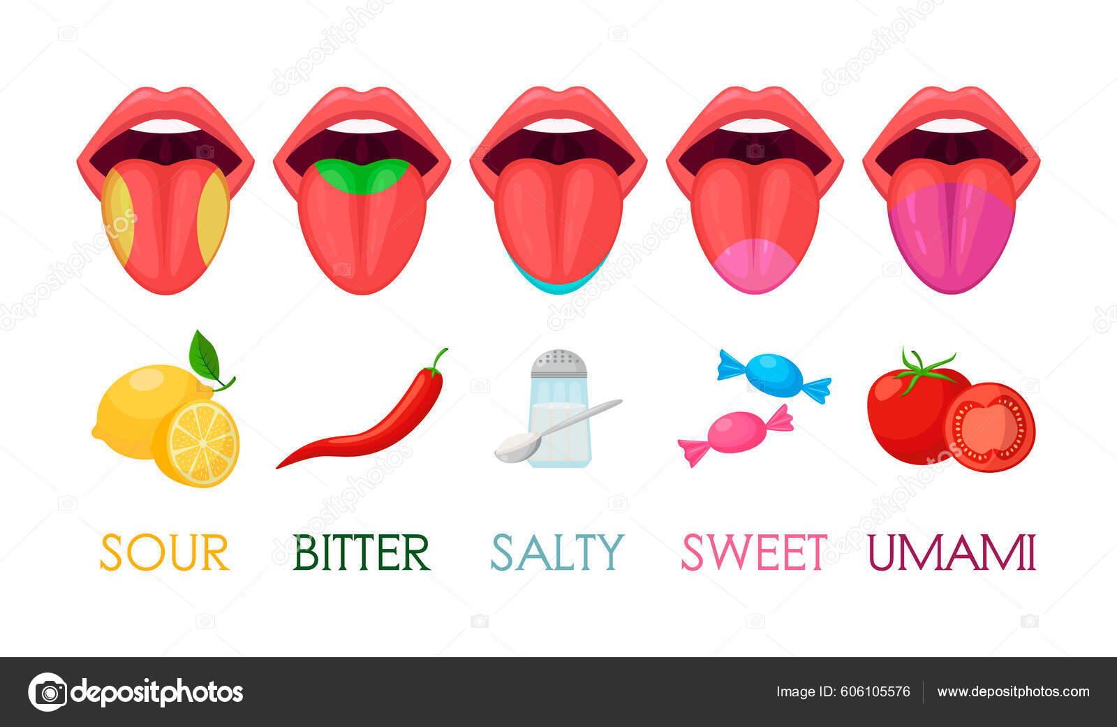 Five Basic Taste Areas Human Tongue Vector Illustrations Set Drawings ...