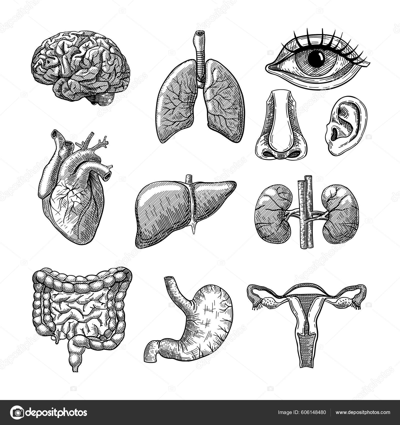Organ Tubuh Manusia Terukir Ilustrasi Sketsa Gambar Tangan Dari Organ ...