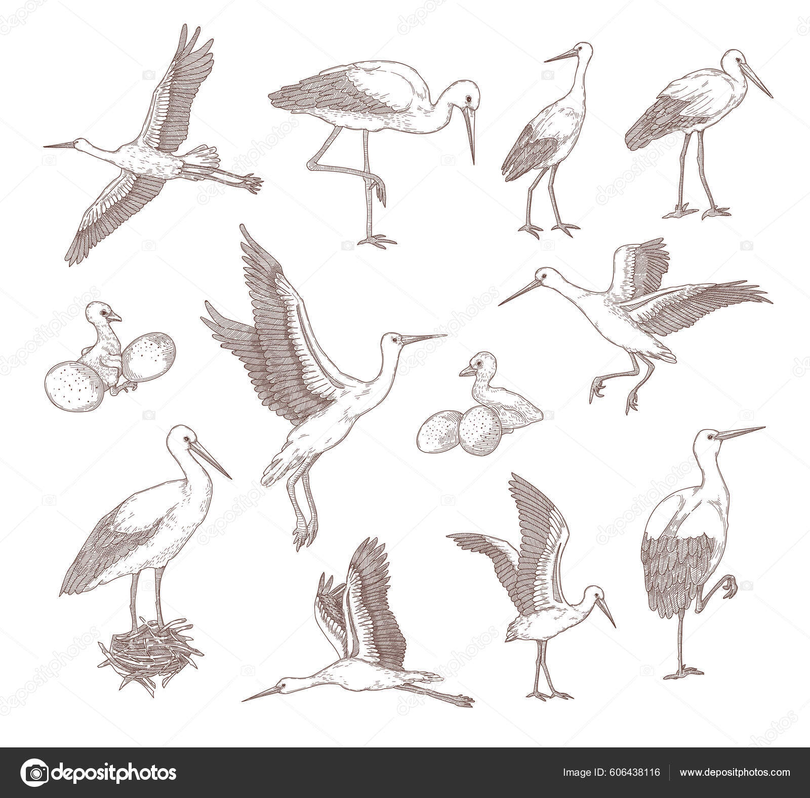 Conjunto Cigüeñas Diferentes Vector de stock por ©pch.vector 606438116