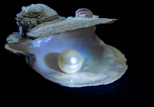 Pearl shell Stock Photos, Royalty Free Pearl shell Images | Depositphotos