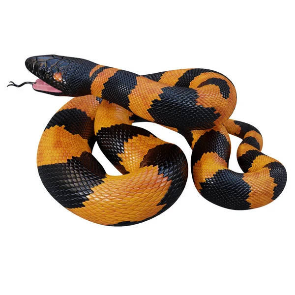 King snake Stock Photos, Royalty Free King snake Images | Depositphotos