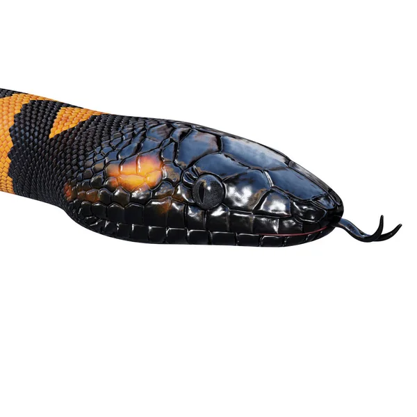 Python noir images libres de droit, photos de Python noir | Depositphotos