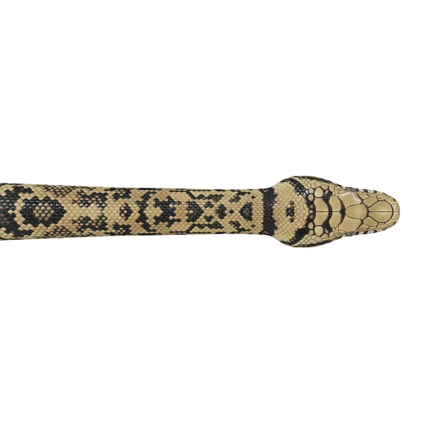 Snake rulers Stock Photos, Royalty Free Snake rulers Images | Depositphotos