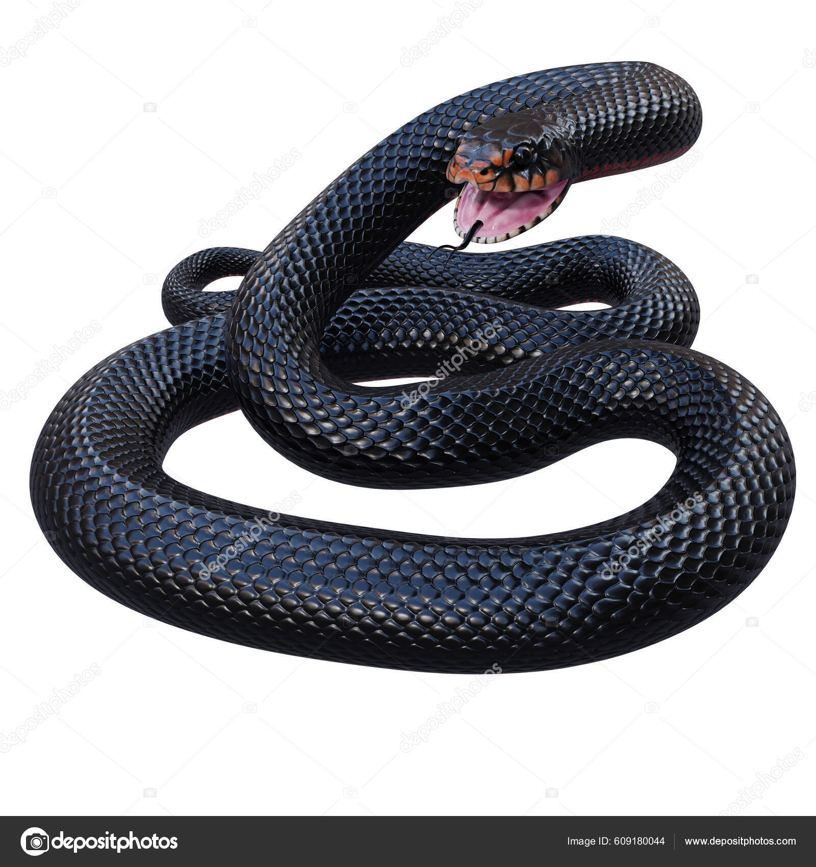 Red Bellied Black Snake Illustration — Stock Photo © DibiaDigital ...