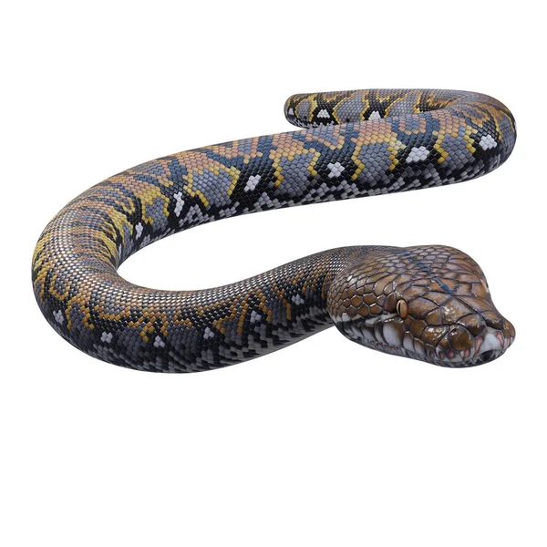 Titanoboa Stock Photos, Royalty Free Titanoboa Images | Depositphotos