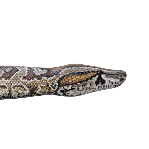 Fotos de Mamba snake, Imagens de Mamba snake sem royalties | Depositphotos