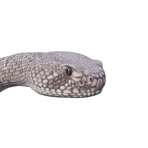 Model snake Stock Photos, Royalty Free Model snake Images | Depositphotos