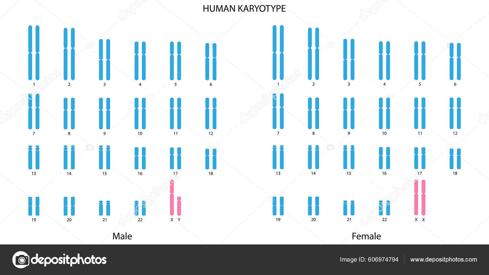 Karyotyp Člověka Muž Žena Stock Vector od © AStepBioMed 606974794