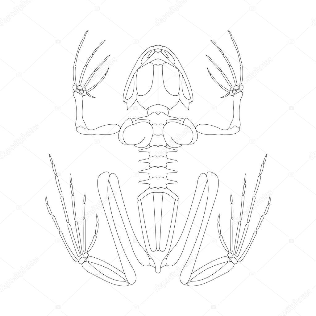 Sistema esquelético de rana. Ilustración vectorial. 2024