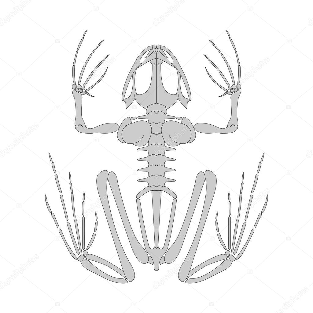 Sistema esquelético de rana. Ilustración vectorial. 2022