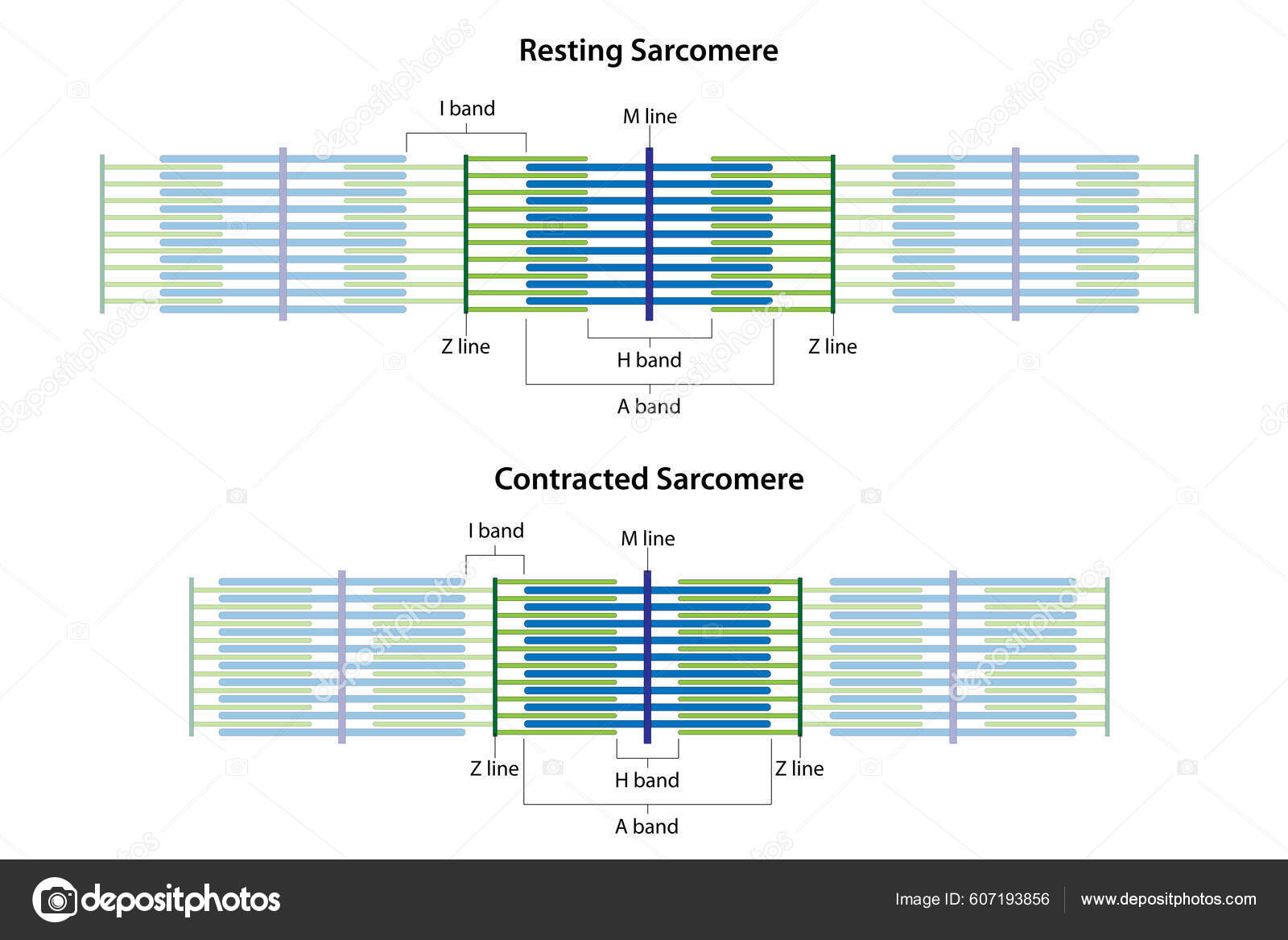Sarcomeres Different Functional Stages Resting Contracted Sarcomere ...