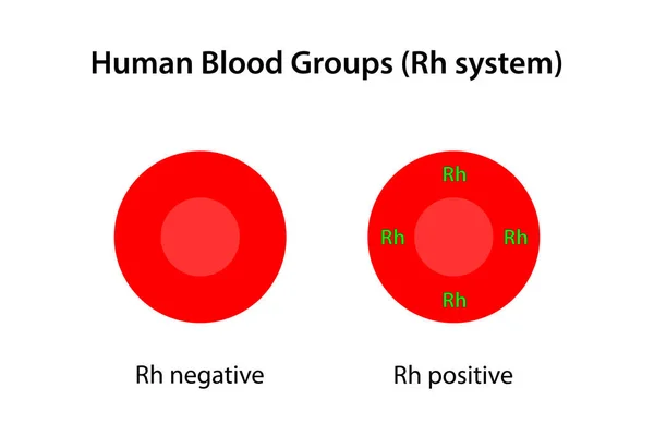 24 Sistema rh Vector Images | Depositphotos