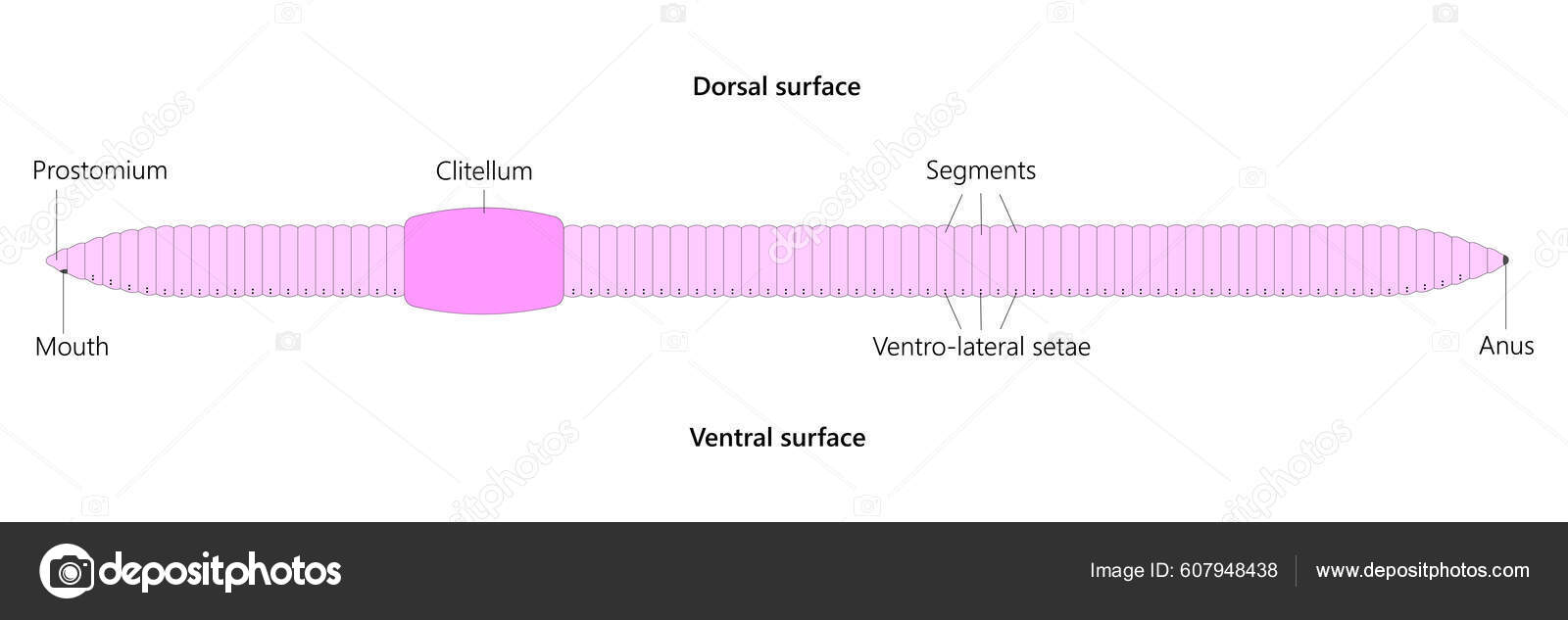 Earthworm Segmented Worm Invertebrate Phylum Annelida Stock Vector by ...