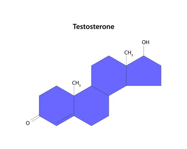 Main Hormone Vector Art Stock Images Depositphotos