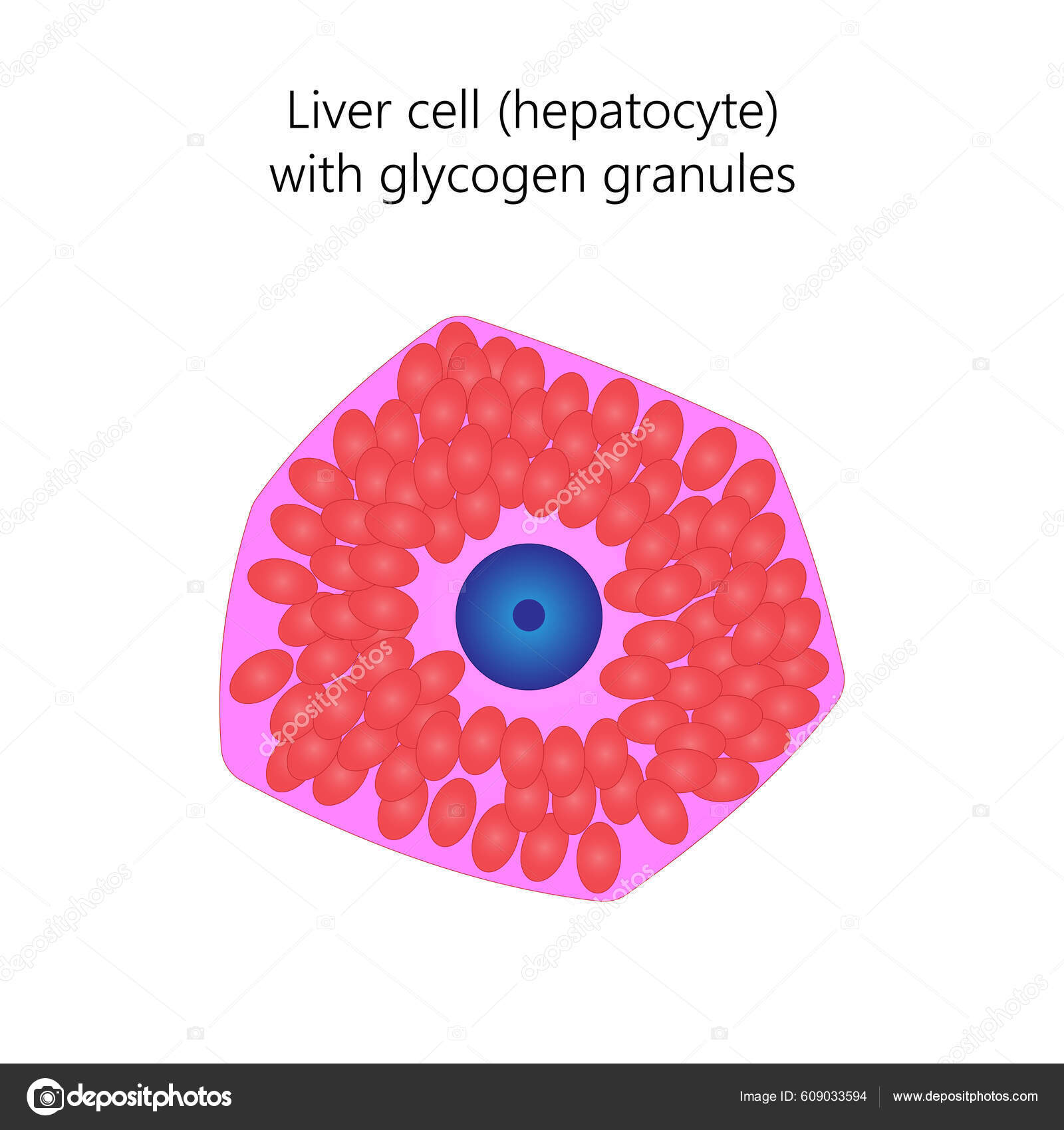 Liver Cell Hepatocyte Glycogen Granules Stock Vector by ©AStepBioMed ...