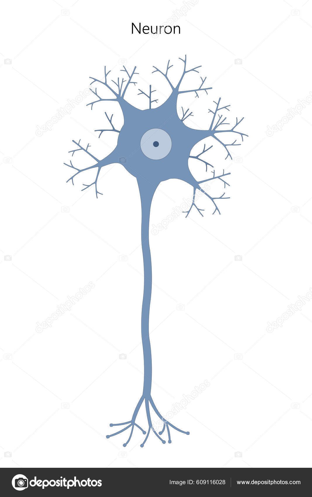 Neurônio Estrutura Neuronal Ilustração Vetorial Vetor de ©AStepBioMed ...
