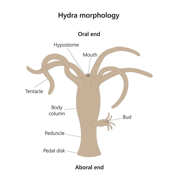 Budding In Hydra
