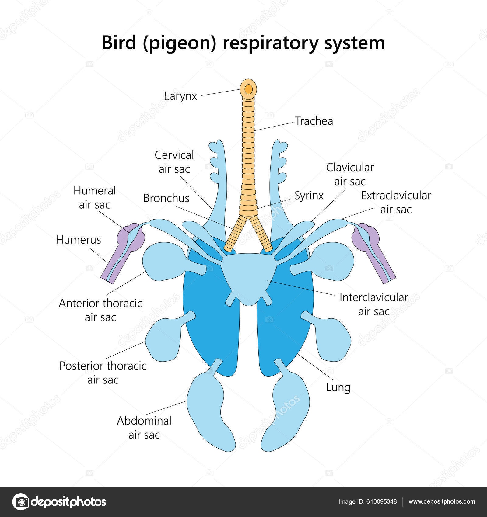 Bird Pigeon Respiratory System Ventral View Vector Illustration Stock ...