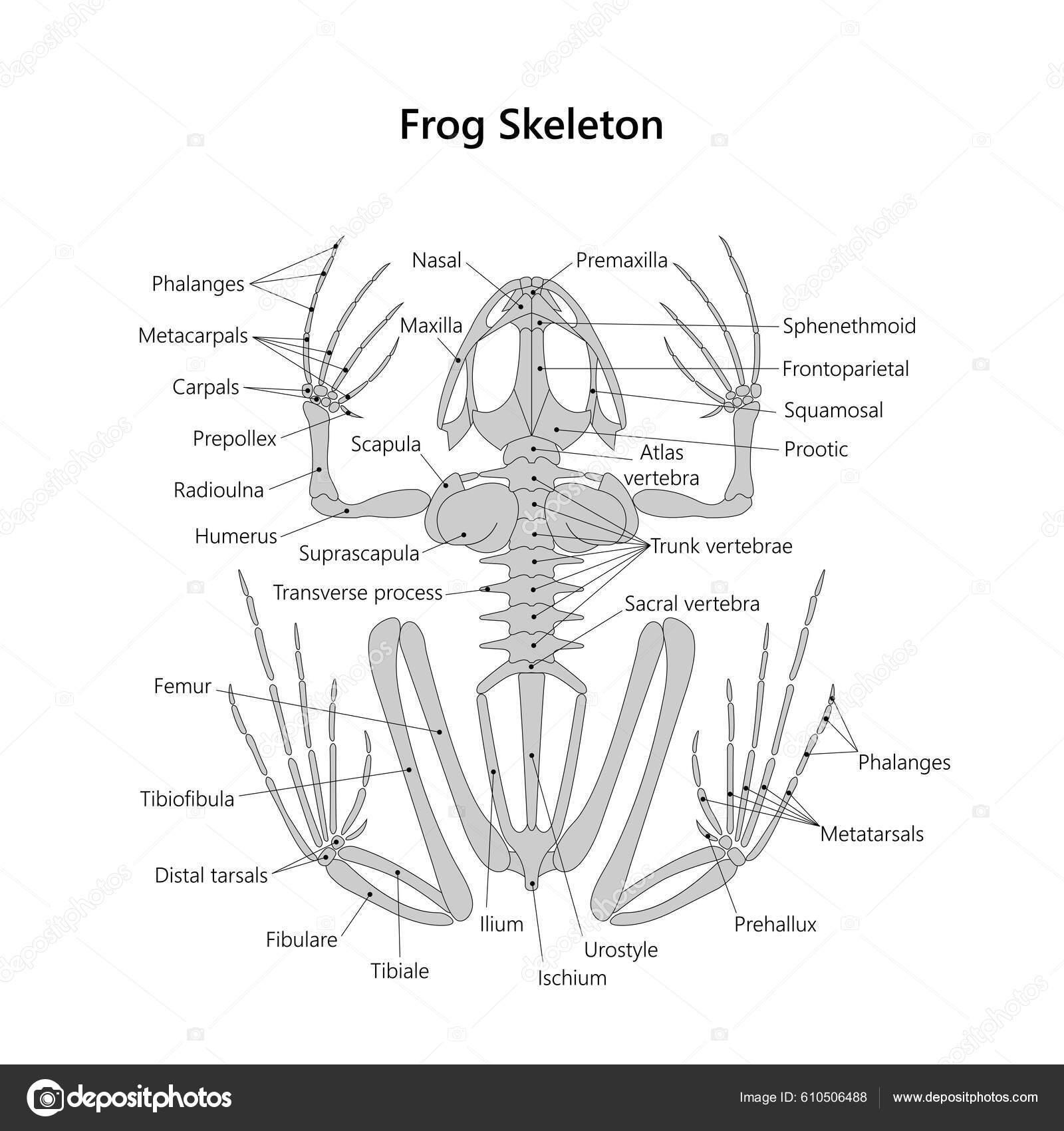 Frog Skull Labeled