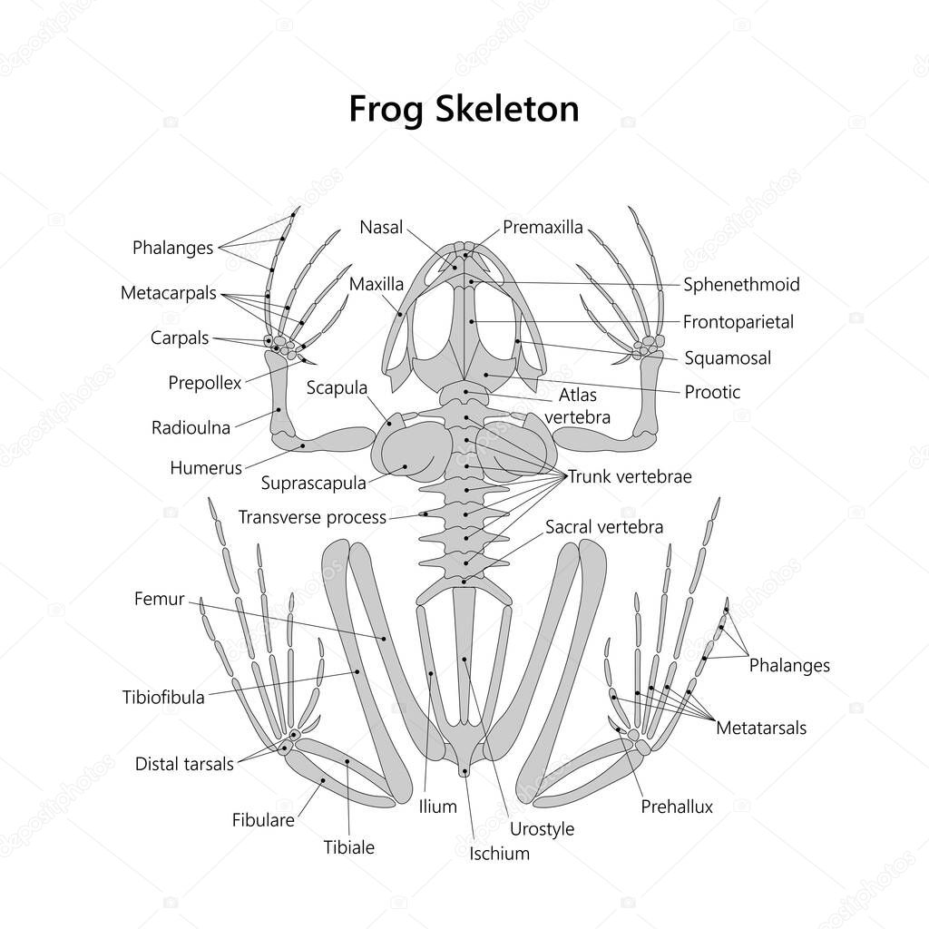 Esqueleto de rana (vista dorsal). Ilustración vectorial. 2022
