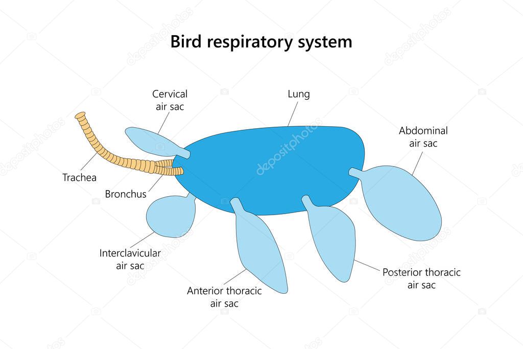 Sistema respiratorio de aves a vista lateral. Ilustración vectorial. 2024