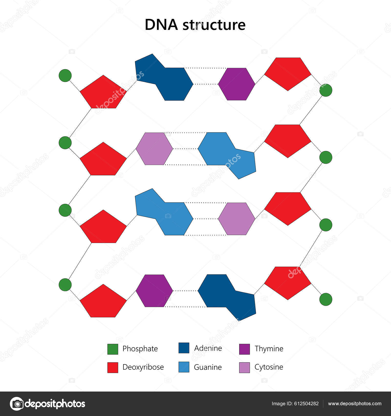 Dna Structure Ladder Configuration Vector Illustration Stock Vector by ...