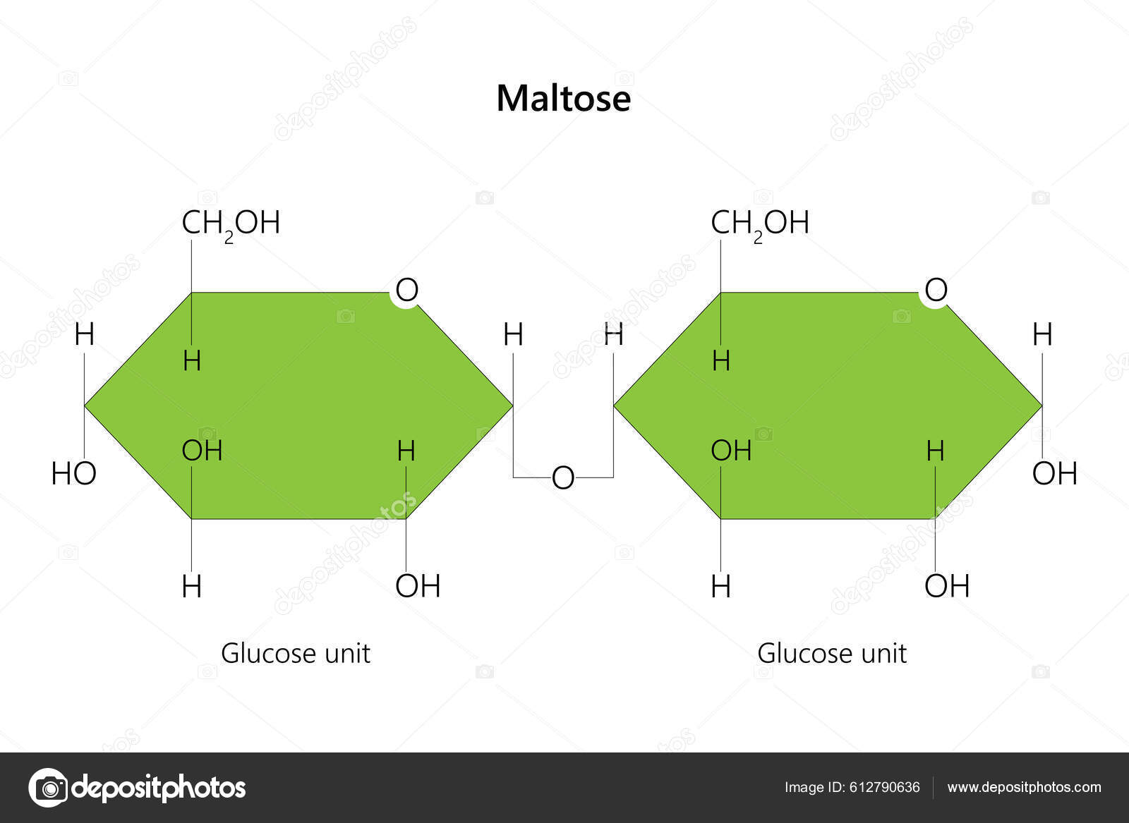 Maltose Also Known Maltobiose Malt Sugar Vector Illustration Stock ...