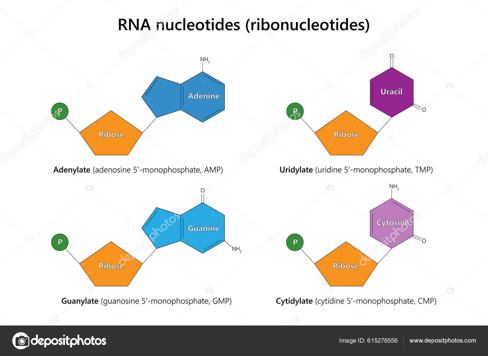 Nucleotídeos Arn Ribonucleotídeos Fundo Branco fotos, imagens de ...