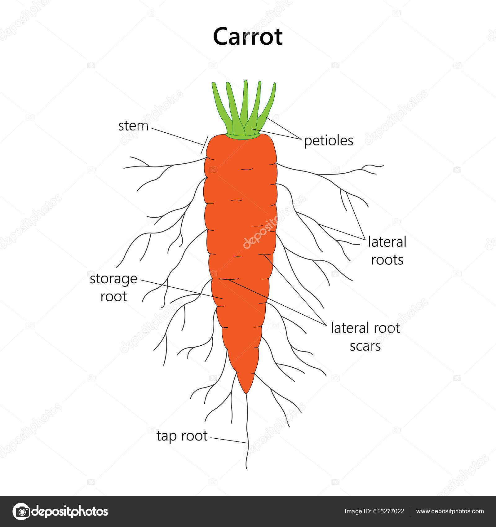 Tuberous Roots Carrot