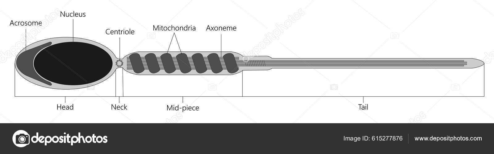 Human Sperm Cell White Background Stock Photo by ©AStepBioMed 615277876