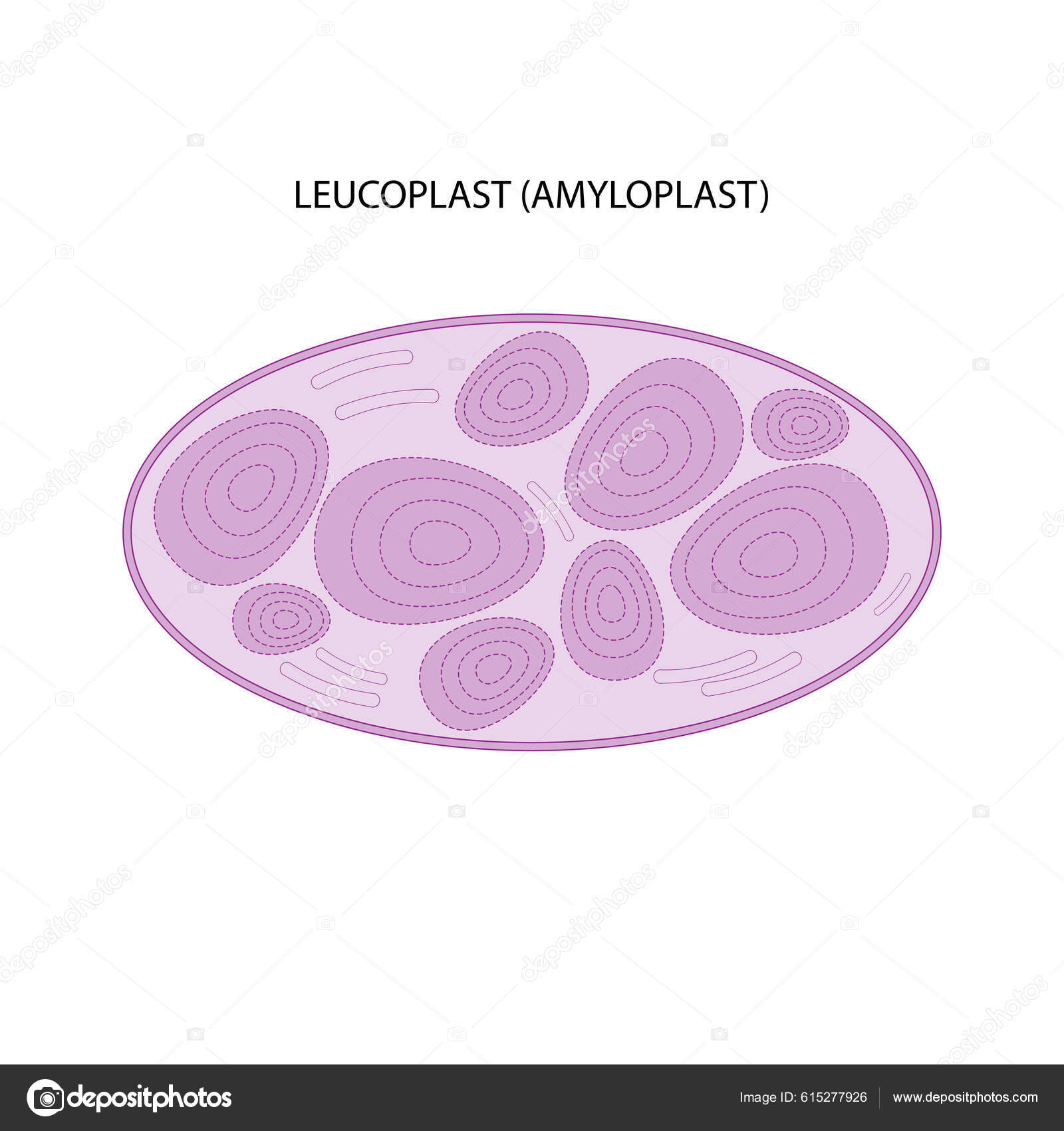 Leucoplast Amyloplast White Background — Stock Photo © AStepBioMed ...
