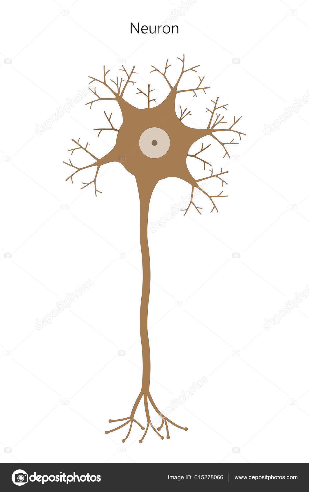 Neuron Neuronal Structure Soma Dendrites Axon — Stock Photo ...