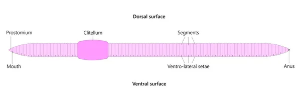 Earthworm Segmented Worm Invertebrate Phylum Annelida Stock Vector by ...
