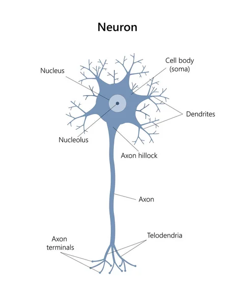 Neuron Telodendria Anatomy Diagram