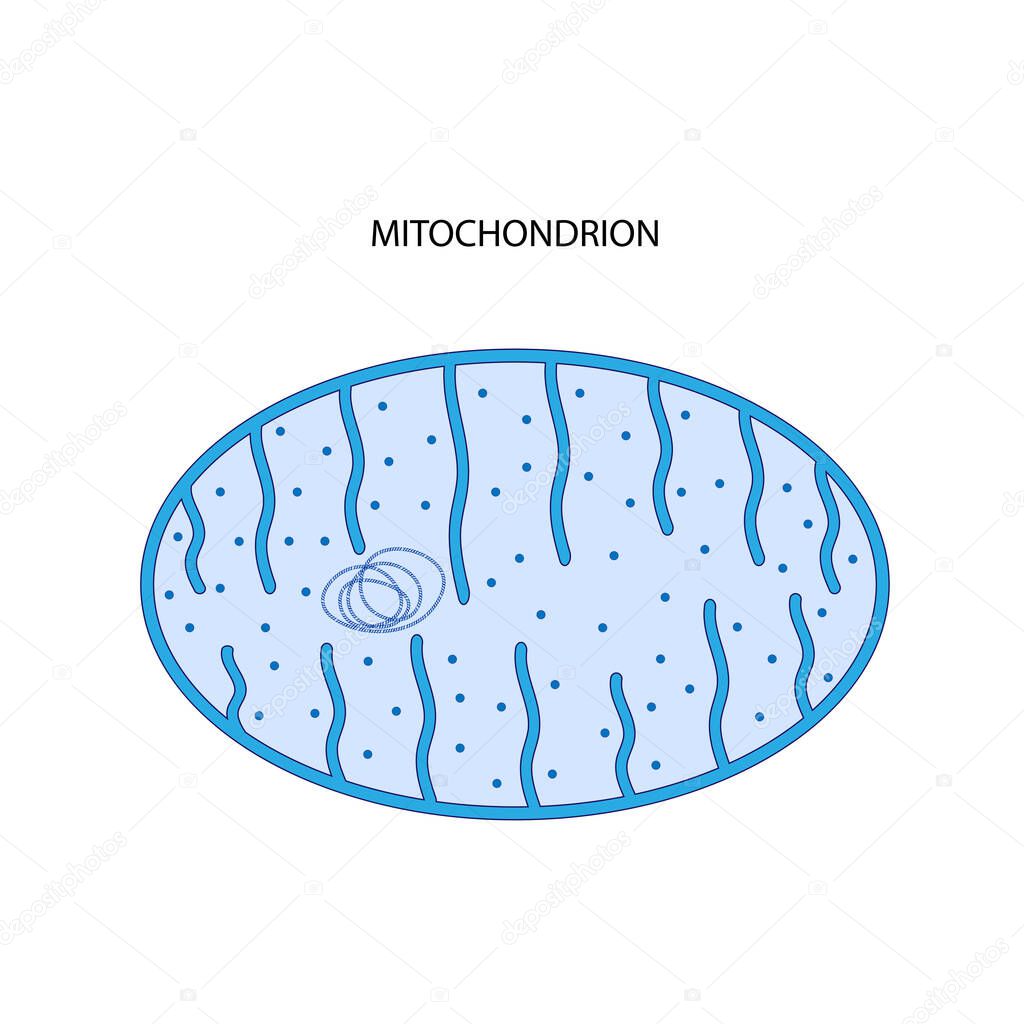 La mitocondria es un orgánulo de doble membrana 2022