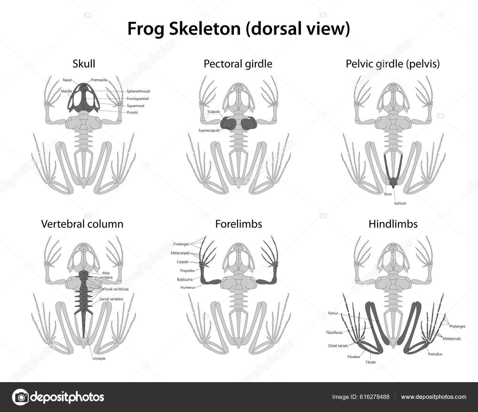 Atlas Vertebra Of Frog