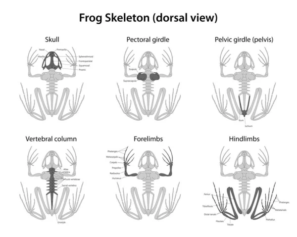 Skeletal System Of A Frog Ventral View