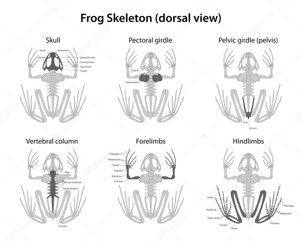 Esqueleto de rana (vista dorsal). Sobre fondo blanco. 2024