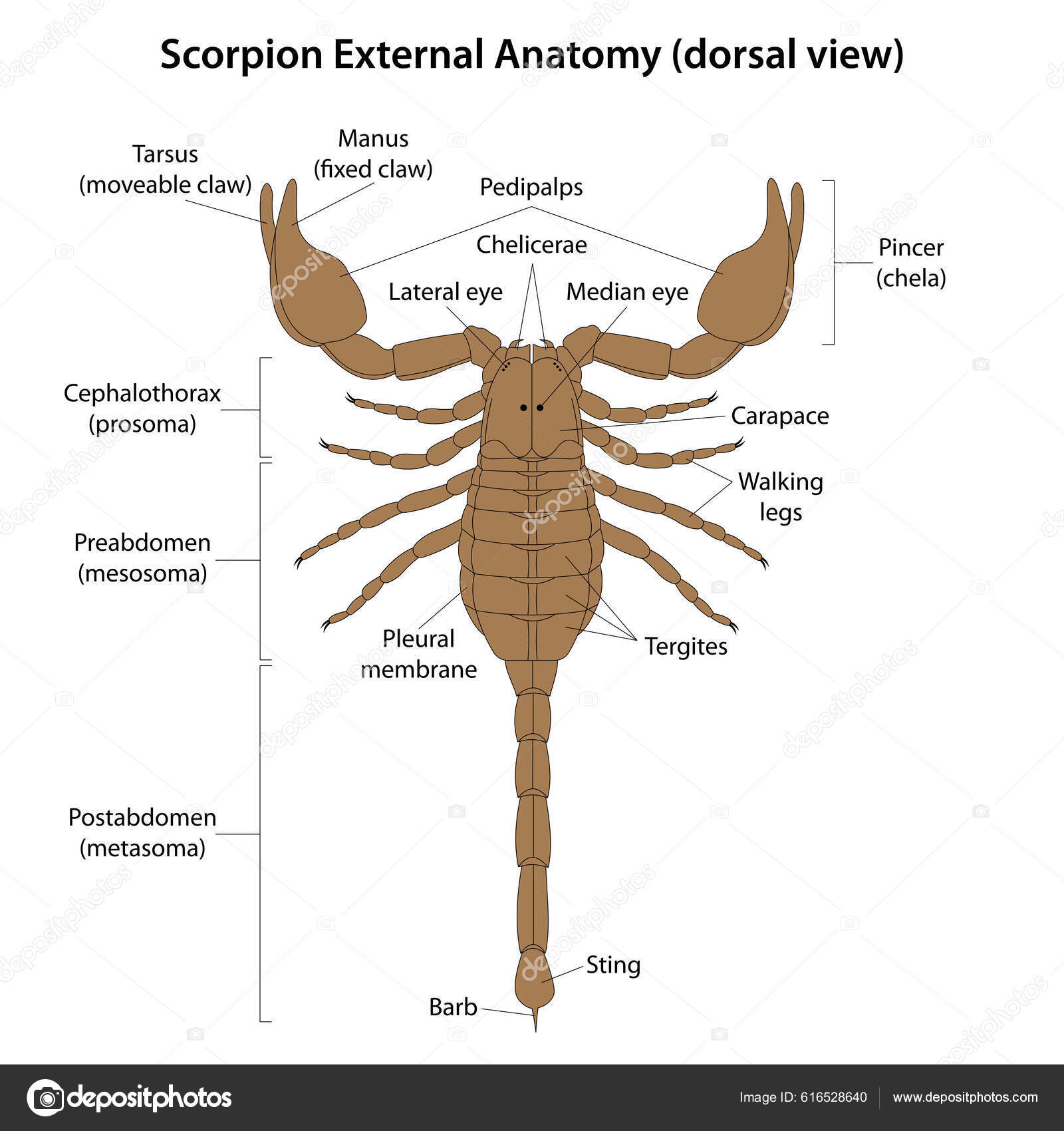 Scorpion External Anatomy Dorsal View Stock Vector by ©AStepBioMed ...