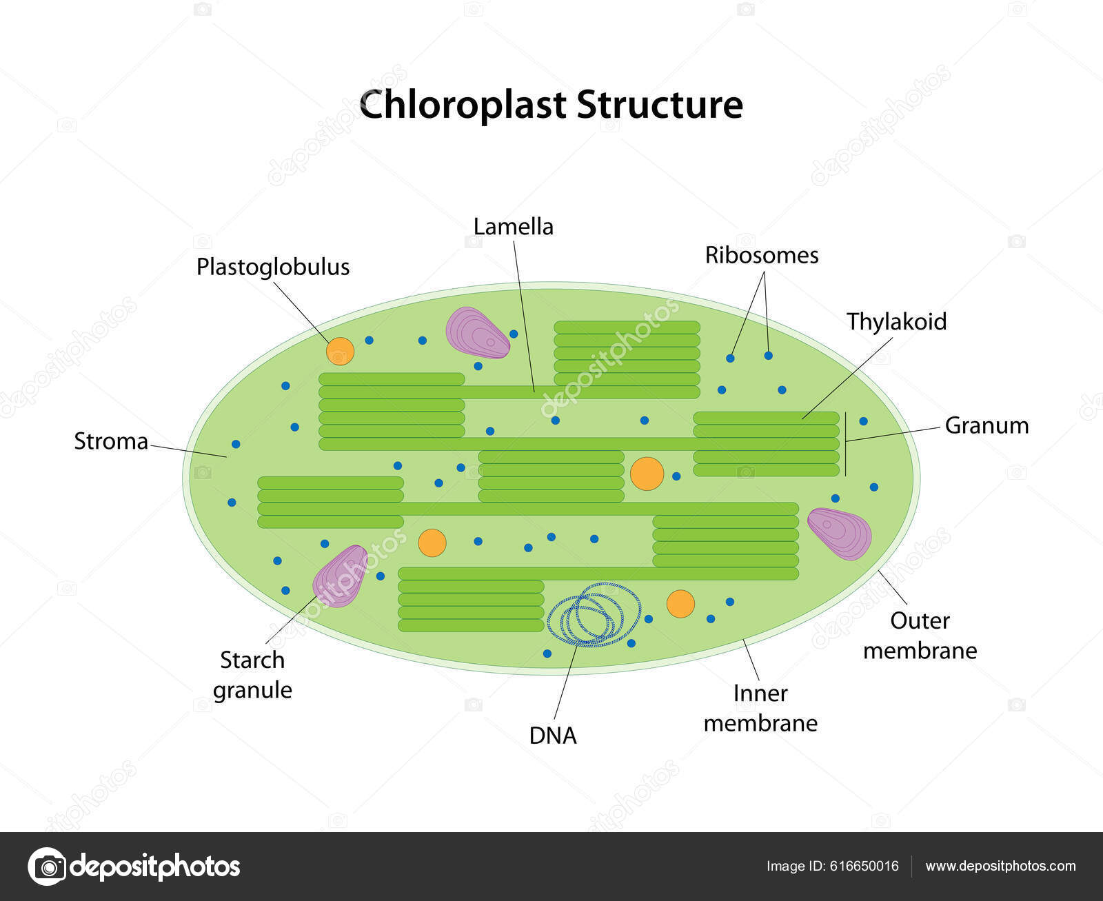 Leucoplast In A Plant Cell