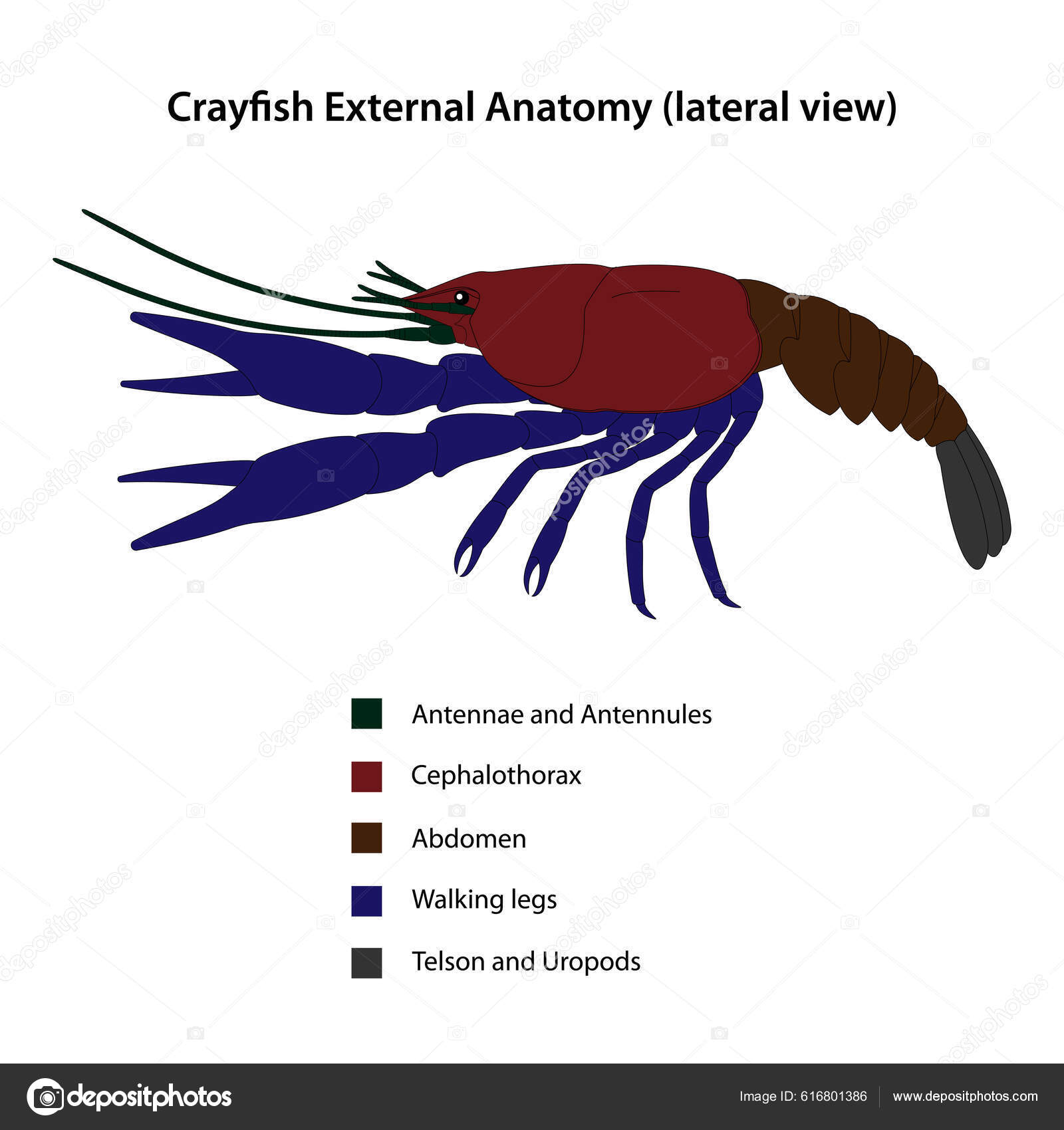 Crayfish Anatomia Externa Vista Lateral Vetor de stock de ©AStepBioMed ...